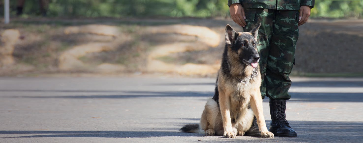 Top Activities For A War Dog - Wag!