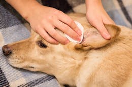 Dog Ear Infections Signs Treatments And Home Remedies Daily Paws 