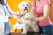 Elbow Bowing Out In Dogs Definition Cause Solution Prevention Cost