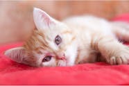 Tumor On Cats Leg Tumor On Cats Leg