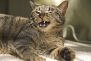 Cysts On The Gums In Cats Symptoms Causes Diagnosis Treatment Cysts On The Gums In Cats Symptoms Causes Diagnosis Treatment
