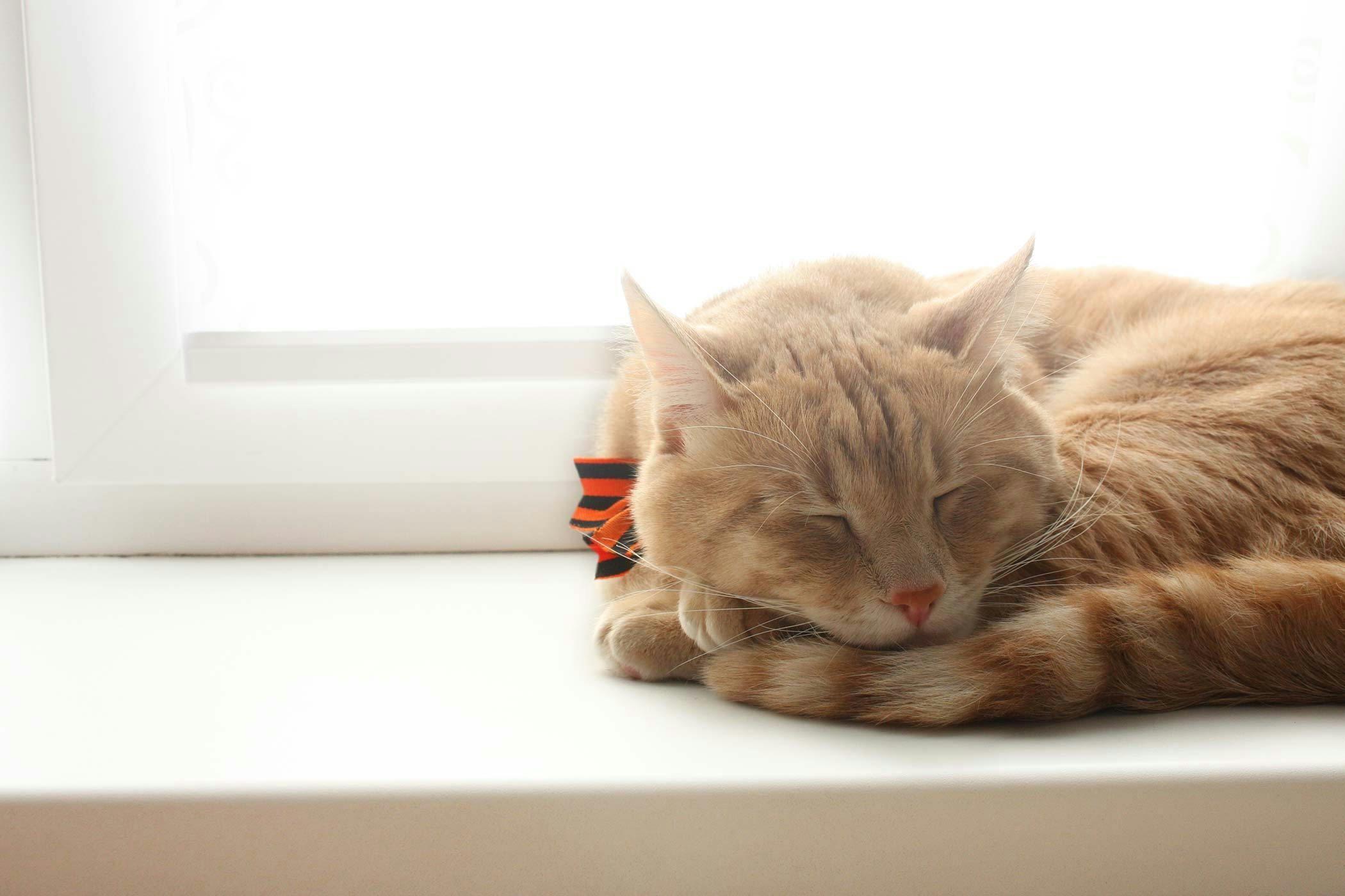 Fatty Tissue Inflammation in Cats - Symptoms, Causes, Diagnosis ...