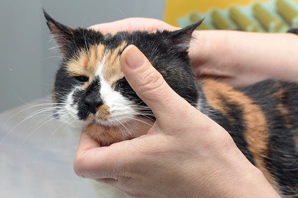 Larynx and Trachea Tumor in Cats - Symptoms, Causes, Diagnosis ...