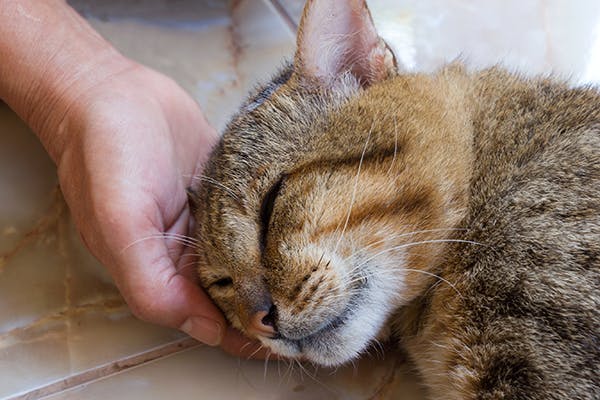 Low Blood Oxygen in Cats - Symptoms, Causes, Diagnosis, Treatment ...