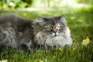 Wart Virus In Cats Symptoms Causes Diagnosis Treatment Recovery