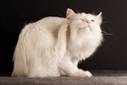 Itchy In Cats Definition Cause Solution Prevention Cost Itchy In Cats Definition Cause Solution Prevention Cost