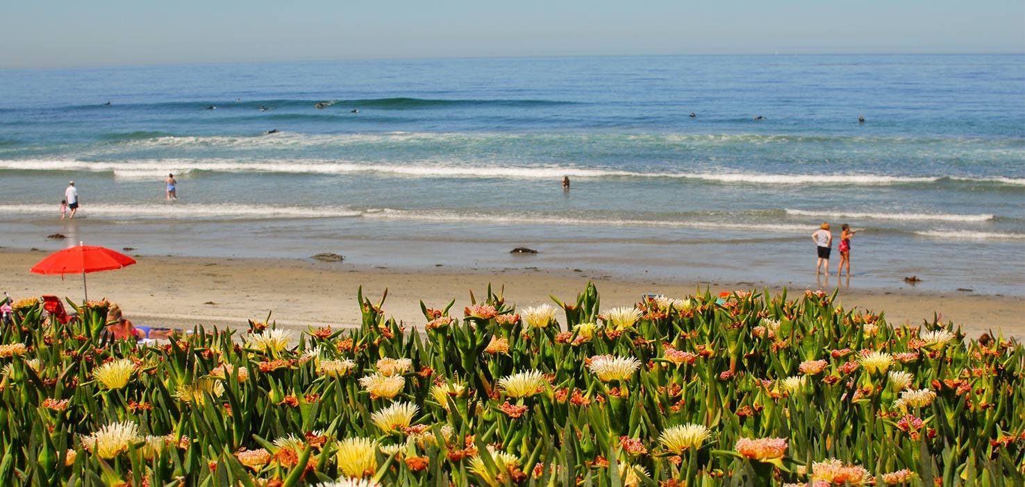 Dog Walkers in Del Mar, CA - Dog Walking Near You | Wag!