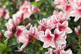 What Happens If A Dog Eats An Azalea Plant