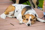 Bone Marrow Biopsy In Dogs Procedure Efficacy Recovery Prevention Bone Marrow Biopsy In Dogs Procedure Efficacy Recovery Prevention