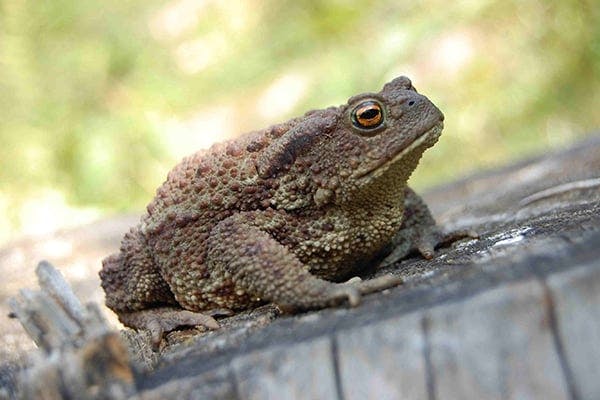 Bufo Toad Toxicity in Dogs - Symptoms, Causes, Diagnosis, Treatment ...