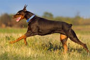 Top 8 How Much Is It To Dock A Dog S Tail Lastest Updates 11 2022