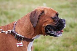 Embedded Objects In The Oral Cavity In Dogs Symptoms Causes 