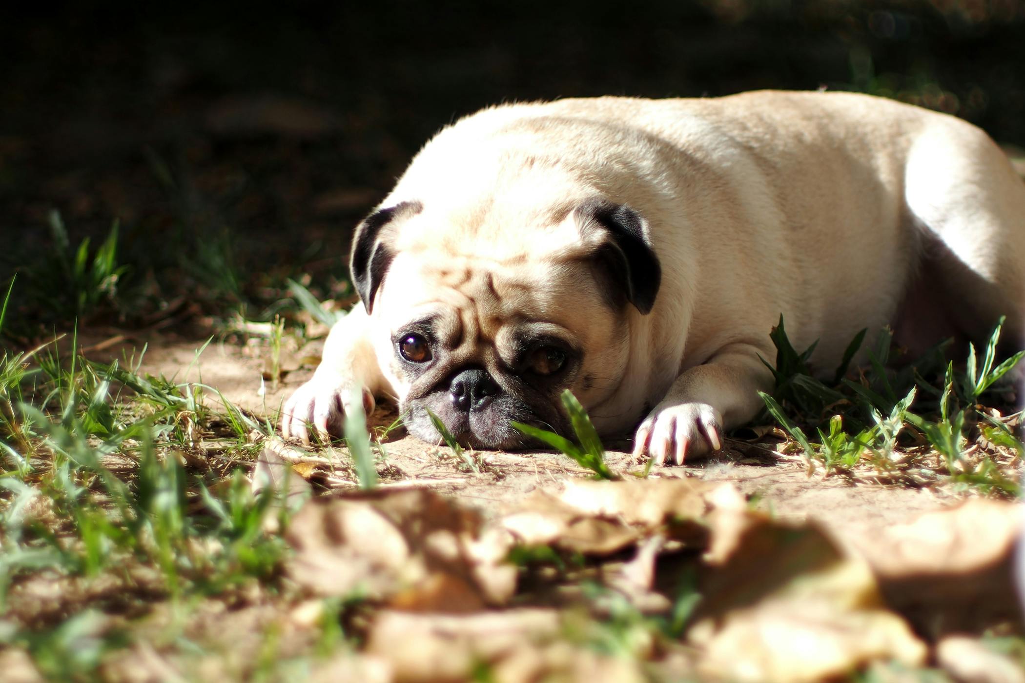 Enteroplication in Dogs - Procedure, Efficacy, Recovery, Prevention, Cost