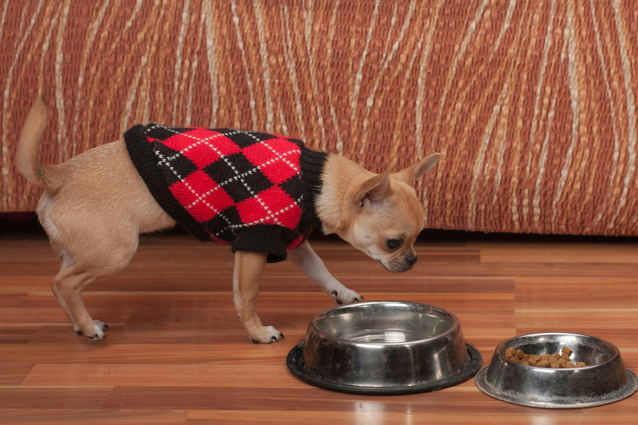 Furcation in Dogs - Symptoms, Causes, Diagnosis, Treatment, Recovery ...