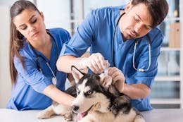 Hearing Loss In Dogs Symptoms Causes Diagnosis Treatment Recovery 