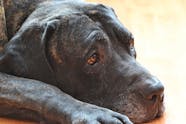 How Long Can A Dog Live With Ascites Congestive Heart Failure