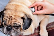 Heart Murmurs In Dogs Symptoms Causes Diagnosis Treatment Heart Murmurs In Dogs Symptoms Causes Diagnosis Treatment