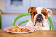 50 Best Ideas For Coloring Dog Sugar Diabetes Symptoms