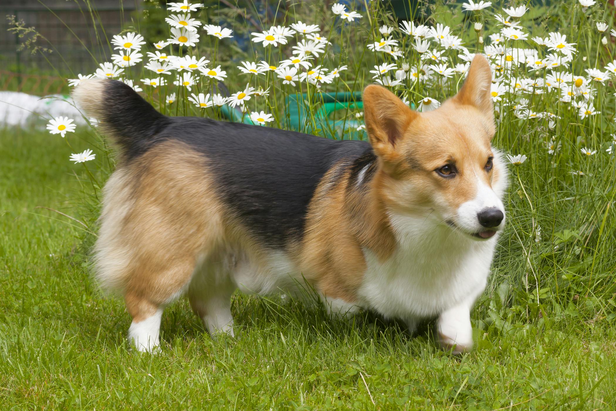 Dog Treatment Area - Teeth