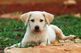 How Much Does It Cost To Remove A Cyst On A Dog
