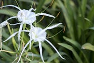 Spider Lily Poisoning In Dogs Symptoms Causes Diagnosis Treatment Spider Lily Poisoning In Dogs Symptoms Causes Diagnosis Treatment