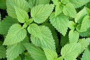 Stinging Nettle Poisoning In Dogs Symptoms Causes Diagnosis Stinging Nettle Poisoning In Dogs Symptoms Causes Diagnosis