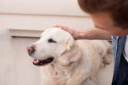 Dog Licking Floor And Panting Review Home Co