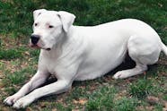 Can A Dog Still Walk On A Broken Leg Can A Dog Still Walk On A Broken Leg