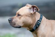 Testicular Tumor Sertoli Cell In Dogs Symptoms Causes Diagnosis