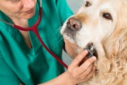 Tumor Of The Throat In Dogs Symptoms Causes Diagnosis Treatment Tumor Of The Throat In Dogs Symptoms Causes Diagnosis Treatment