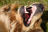 Tumors Of The Gums Epulis In Dogs Symptoms Causes Diagnosis Tumors Of The Gums Epulis In Dogs Symptoms Causes Diagnosis