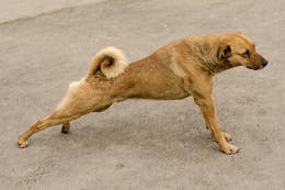 Why Does My Dog Drag His Belly Across The Floor Viewfloor co