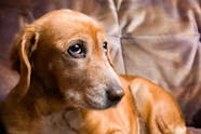 Can Dogs Get Pus Pimples