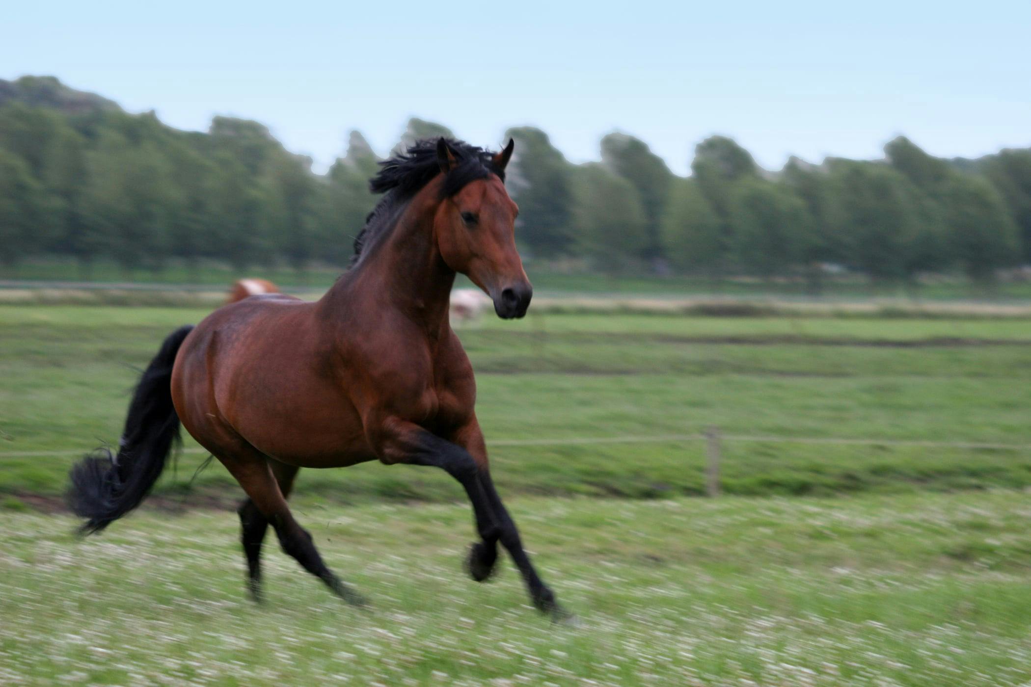 Dourine in Horses - Symptoms, Causes, Diagnosis, Treatment, Recovery ...