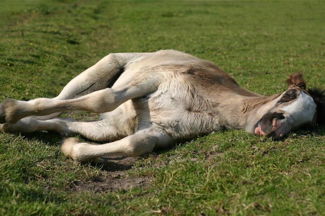 Exertional Rhabdomyolysis in Horses - Symptoms, Causes, Diagnosis ...