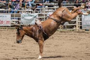Kicking In Horses Symptoms Causes Diagnosis Treatment Recovery Kicking In Horses Symptoms Causes Diagnosis Treatment Recovery