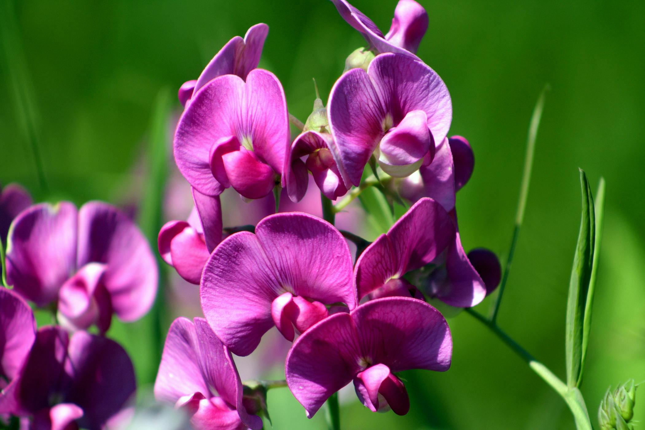 Lathyrus Poisoning in Horses - Symptoms, Causes, Diagnosis, Treatment ...