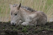 Septicemia Foals In Horses Symptoms Causes Diagnosis Treatment Septicemia Foals In Horses Symptoms Causes Diagnosis Treatment