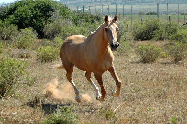 Summer Sores in Horses - Symptoms, Causes, Diagnosis, Treatment ...