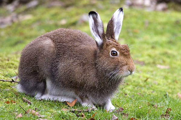 Calcivirus in Rabbits - Symptoms, Causes, Diagnosis, Treatment ...