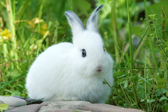Painful Urination in Rabbits - Symptoms, Causes, Diagnosis, Treatment ...