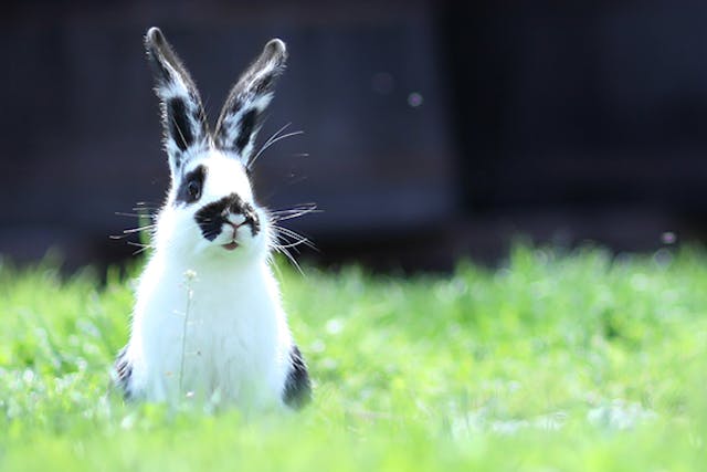 Vaginal Discharge in Rabbits - Symptoms, Causes, Diagnosis, Treatment ...