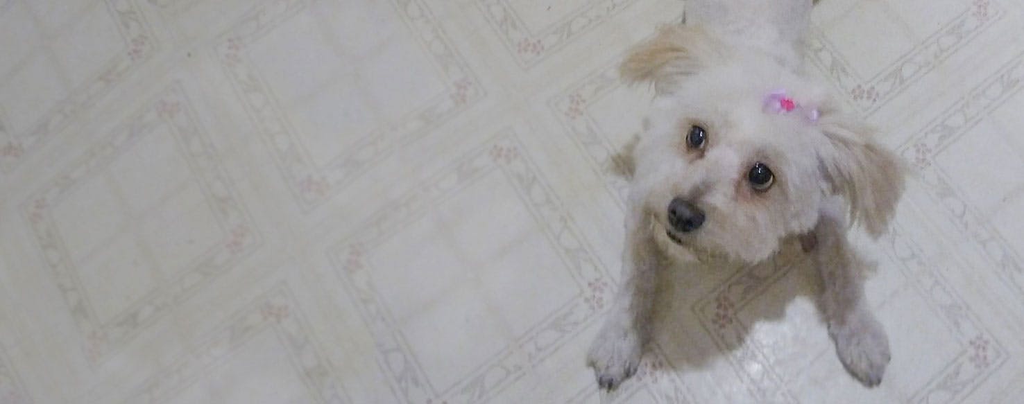 Bichomo | Dog Breed Facts and Information - Wag! Dog Walking