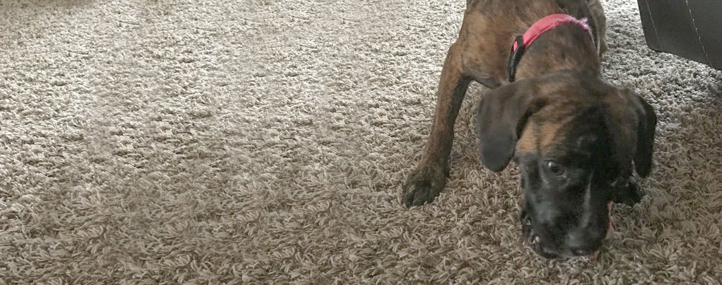 Boston Spaniel | Dog Breed Facts and Information - Wag! Dog Walking