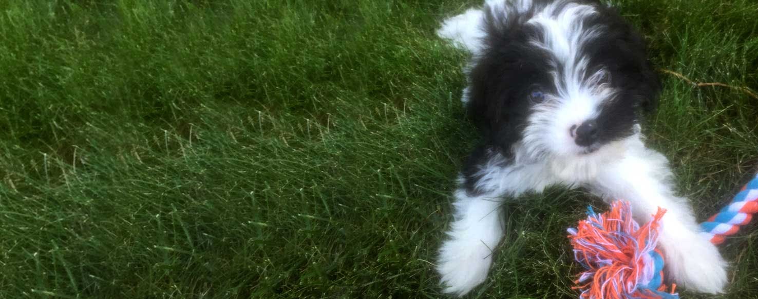 Cavanese | Dog Breed Facts and Information - Wag! Dog Walking