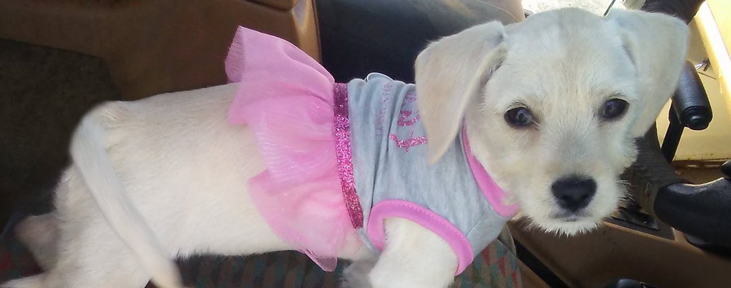 Cavestie | Dog Breed Facts and Information - Wag! Dog Walking