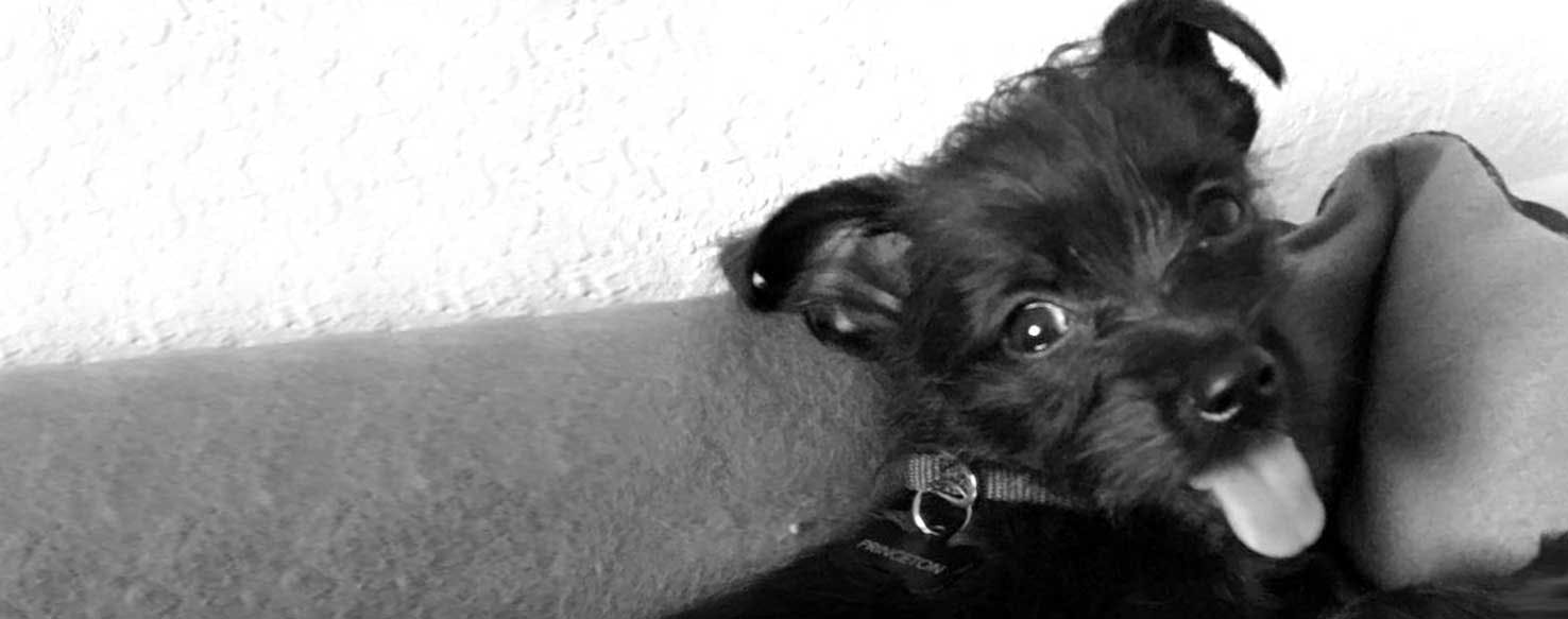 Chorkie - Dog Breed Health, History, Appearance, Temperament, and ...