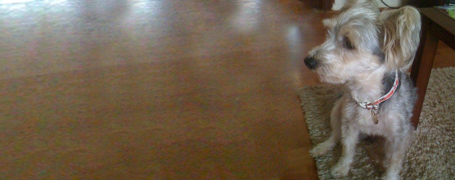 Crustie | Dog Breed Facts and Information - Wag! Dog Walking