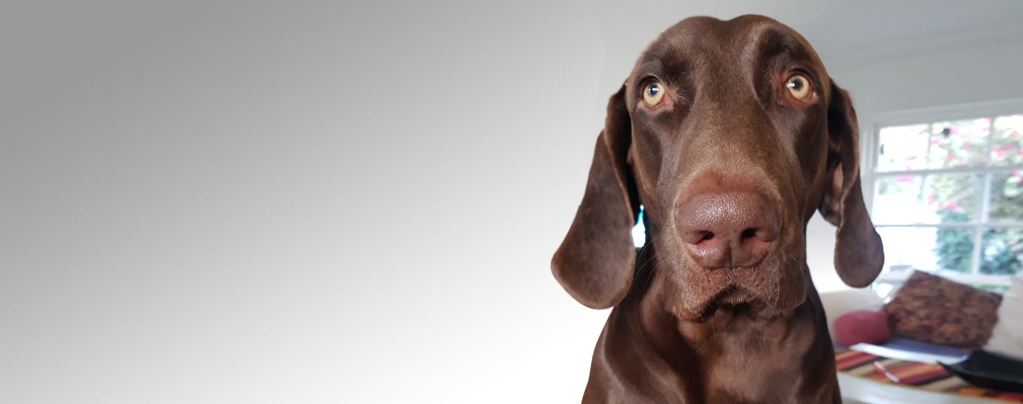 German Pointeraner | Dog Breed Facts and Information - Wag! Dog Walking