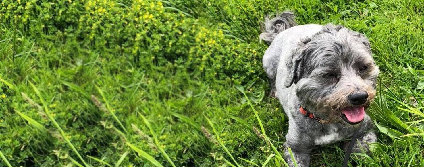 Havashu | Dog Breed Facts and Information - Wag! Dog Walking